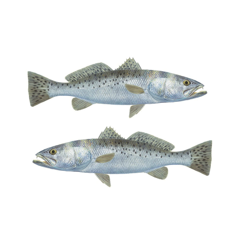 Qty. 2 Speckled Trout Decals Stickers Mini YETI Cup Decals – Skiff Life