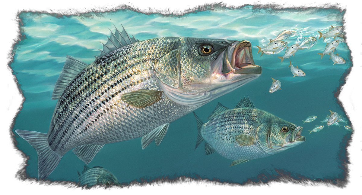 Striped Bass Fishing Shirts with Baitfish by Artist Randy McGovern ...
